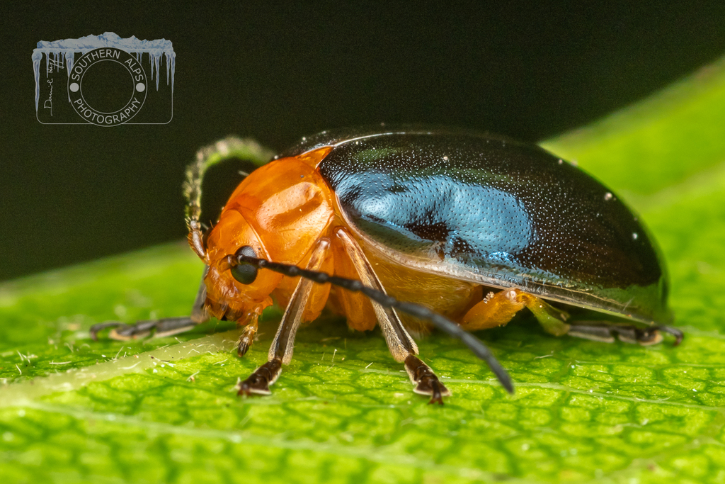 Oides laetabilis from Rainforest Circuit Track, Binna Burra QLD 4211 ...