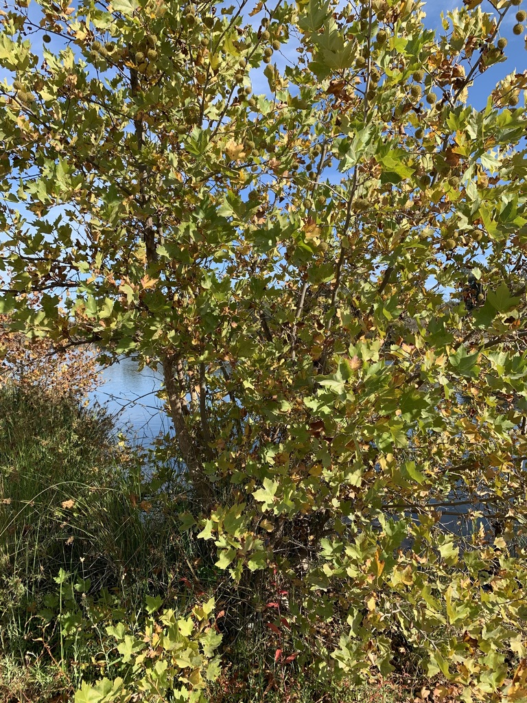 Western Sycamore (Trees of Effie Yeaw Nature Preserve ) · iNaturalist