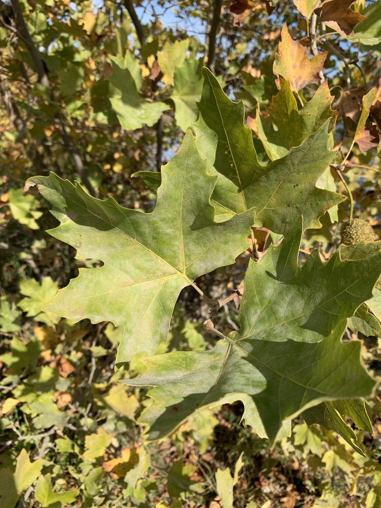 Western Sycamore (Trees of Effie Yeaw Nature Preserve ) · iNaturalist