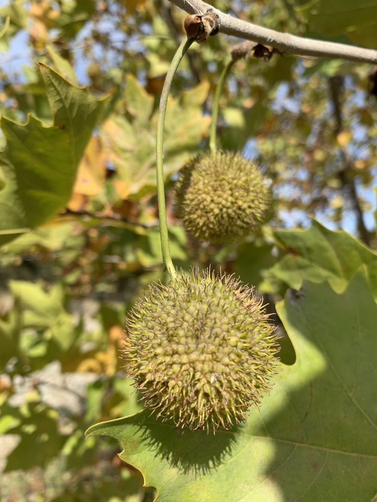 Western Sycamore (Trees of Effie Yeaw Nature Preserve ) · iNaturalist