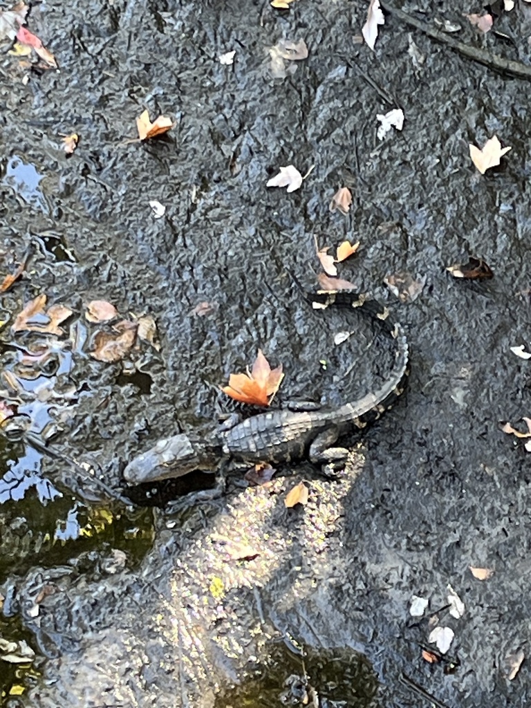 American Alligator from Walsingham, Largo, FL, US on November 11, 2023 ...