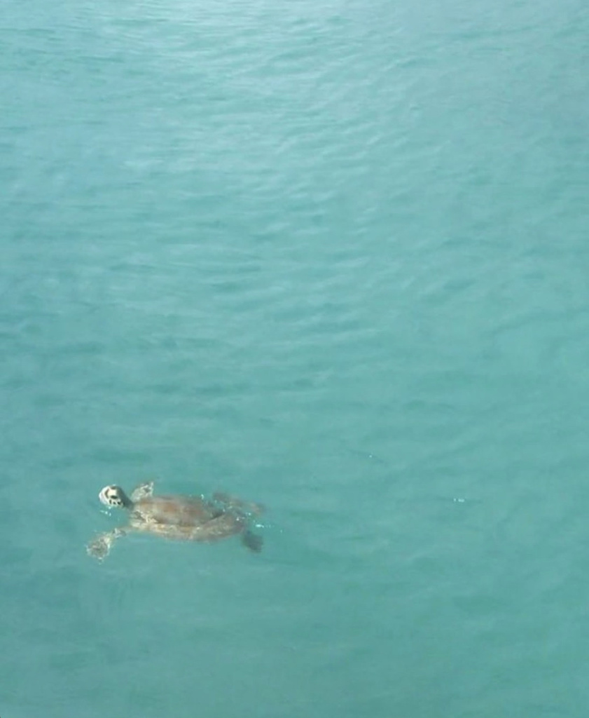 Typical Sea Turtles in November 2023 by Daniela De Jesús · iNaturalist