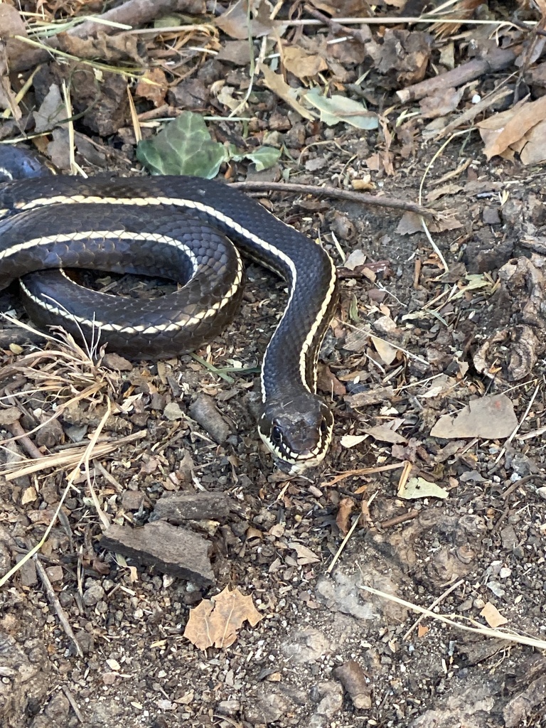 Striped Racer from Meadow Grove St, La Cañada Flintridge, CA, US on ...