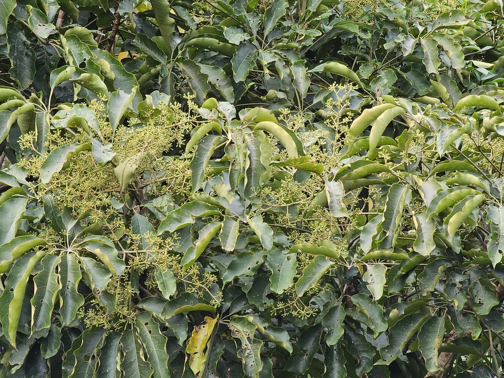 Ivy Tree from 336台灣桃園市復興區澤仁里 on November 10, 2023 at 12:04 PM by 周明煌 ...