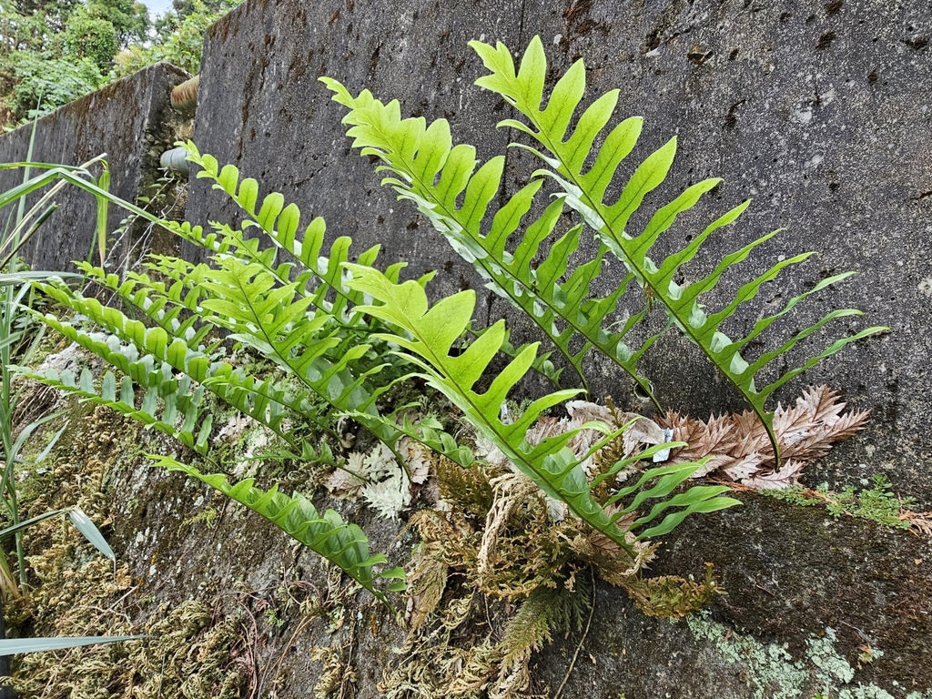 Drynaria roosii from Taoyuan, TW-TP, TW on November 10, 2023 at 11:49 ...