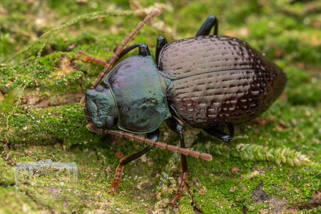 Adelium from Rainforest Circuit Track, Binna Burra QLD 4211, Australia ...