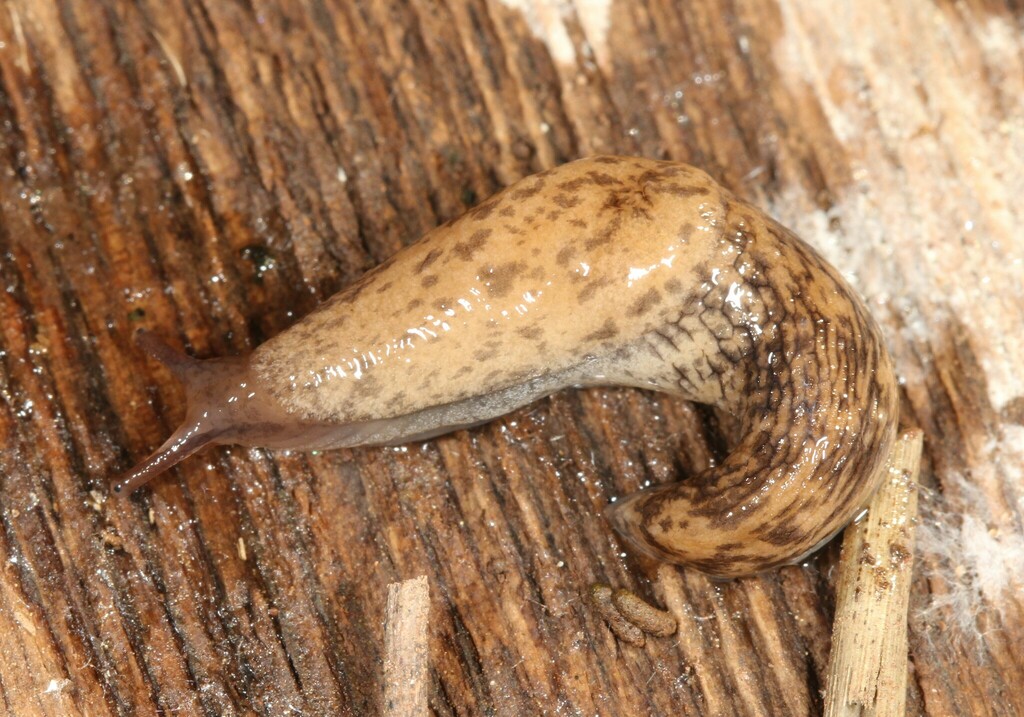 Milky Slug in November 2023 by Dave Webb. 29 mm. Found on ground under ...