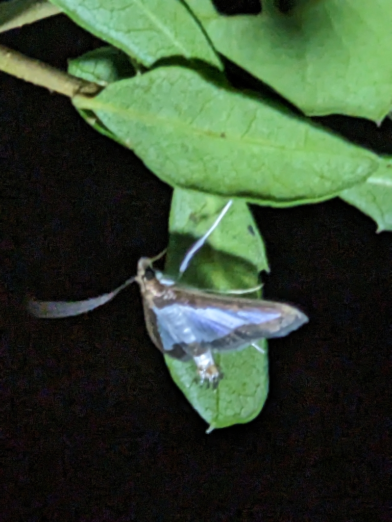 Melonworm Moth from South Miami Heights, FL, USA on November 14, 2023 ...