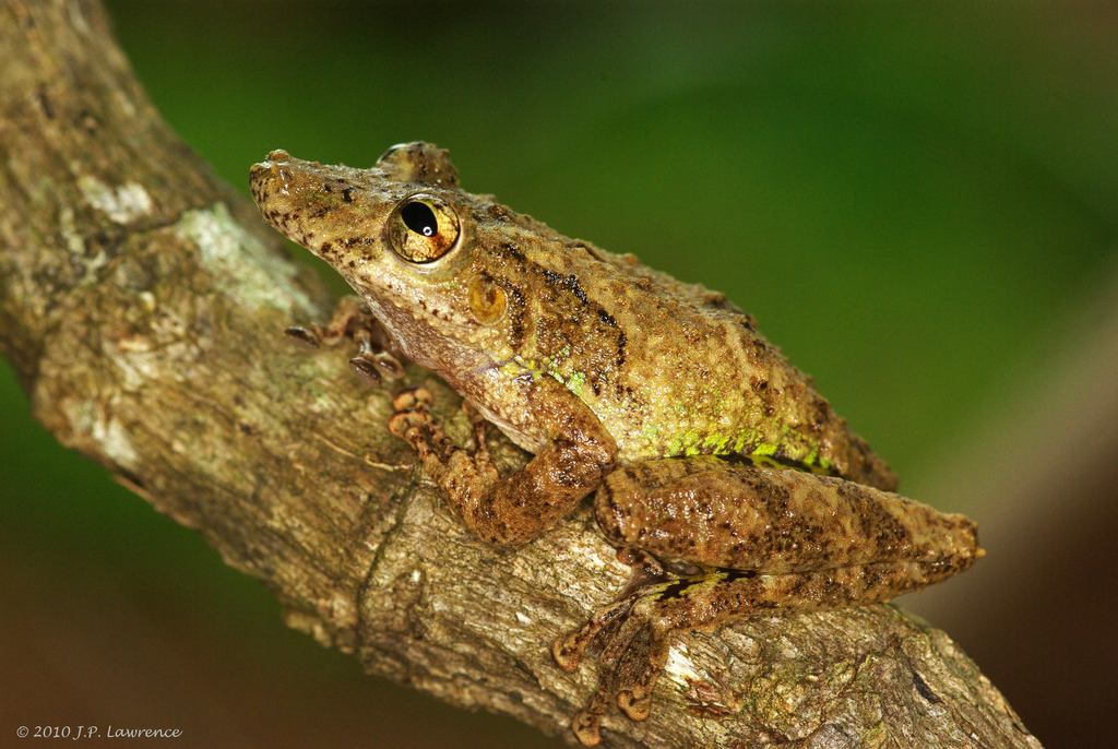 Boulenger's Snouted Tree Frog from Laguna de Perlas, NI-AS, NI on June ...