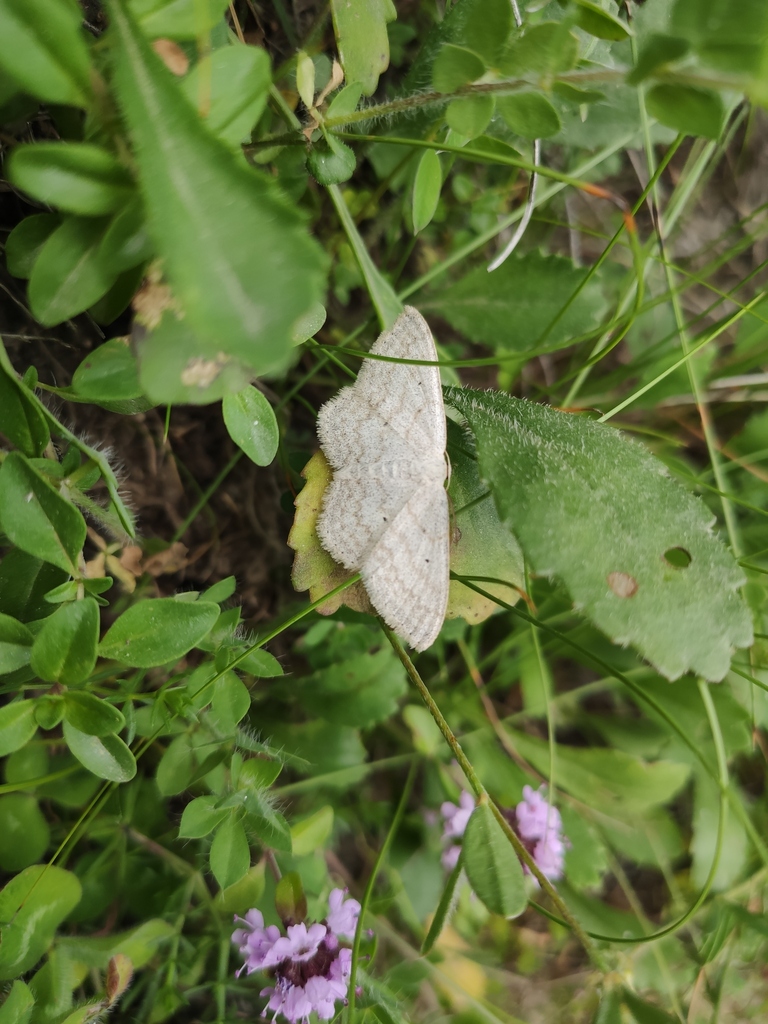 Scopula incanata from Valle d'Aosta, Italia on July 15, 2023 at 07:33 ...