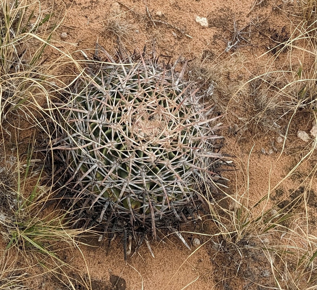 Horse Crippler Cactus in November 2023 by Peter Zimmermann · iNaturalist