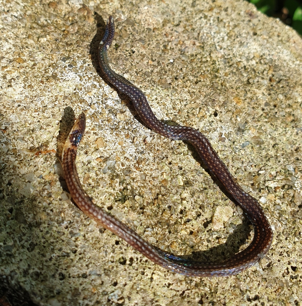 Collared Reed Snake from Jalan Stesen Keretapi Bukit, Penang Hill ...