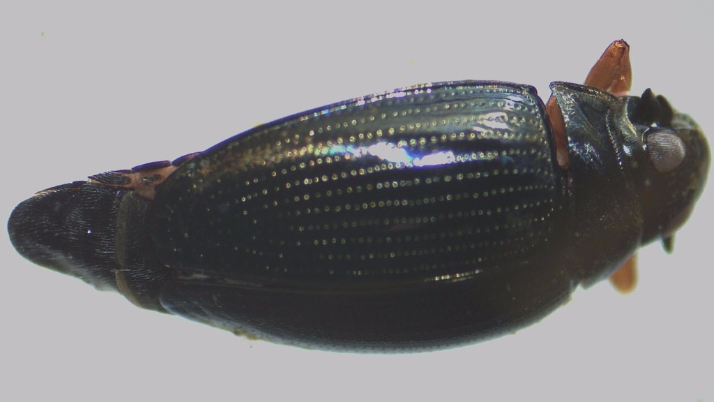 Gyrinus from Laurentides, QC, Canada on October 18, 2023 at 10:53 PM by ...