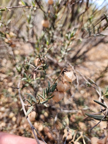 Guichenotia tuberculata · iNaturalist
