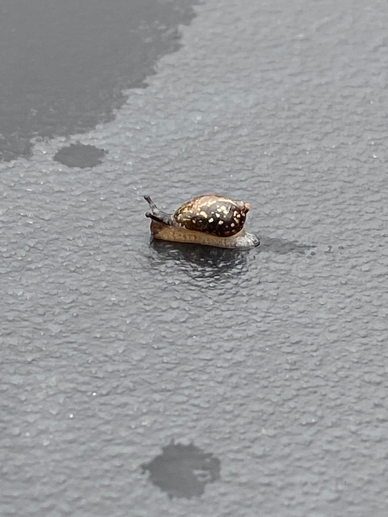 Amber Snails from Île de Montréal, Montréal, QC, CA on July 20, 2023 at ...