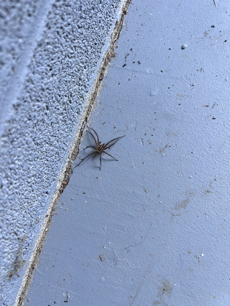 Grass Spiders from Delaware Dr, Strongsville, OH, US on September 4 ...