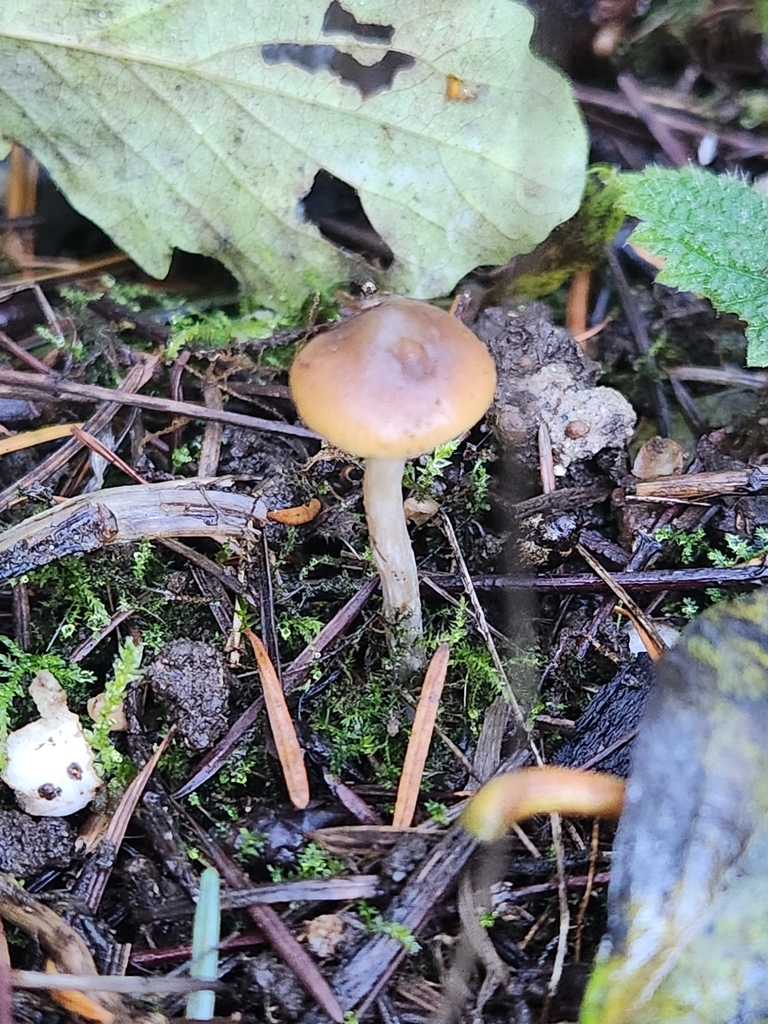 Wavy Cap in November 2023 by Hannah Morosoff · iNaturalist