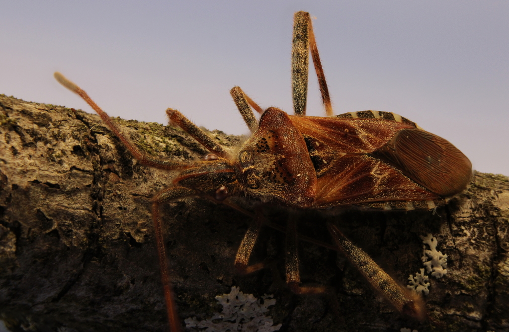 Western Conifer Seed Bug from Brownsburg, IN 46112, USA on November 15 ...