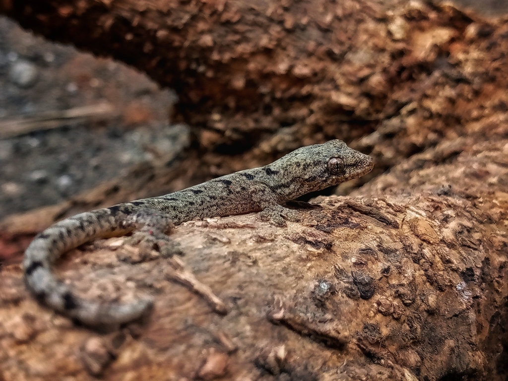 Lombok Scaly-toed Gecko from Hutan Kota Selong on November 01, 2023 by ...