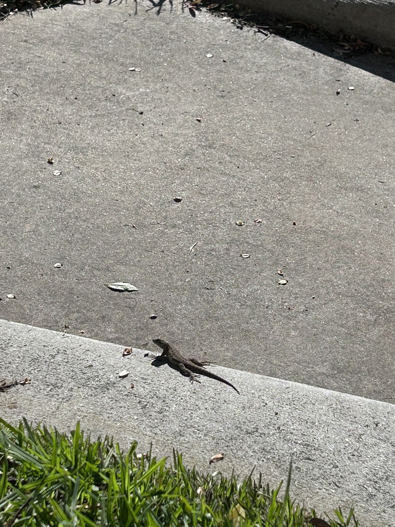 Western Fence Lizard from Cerritos College, Cerritos, CA, US on ...