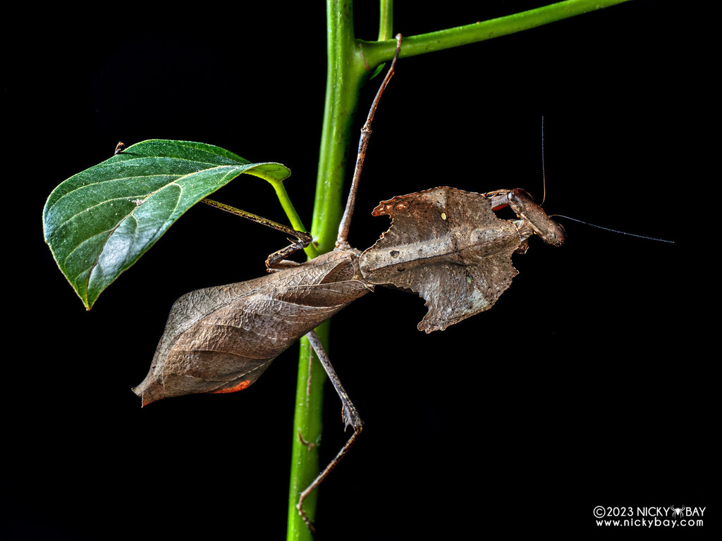 Giant Dead Leaf Mantis from Central Water Catchment, Singapore on ...