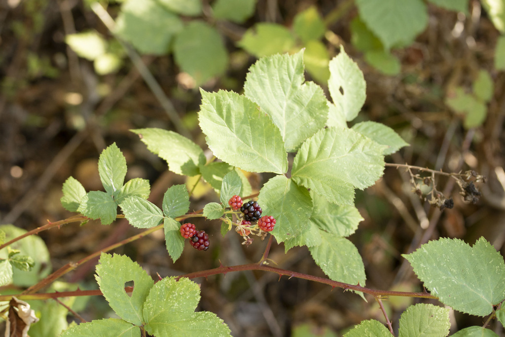 European blackberry complex from Multnomah County, OR, USA on October ...