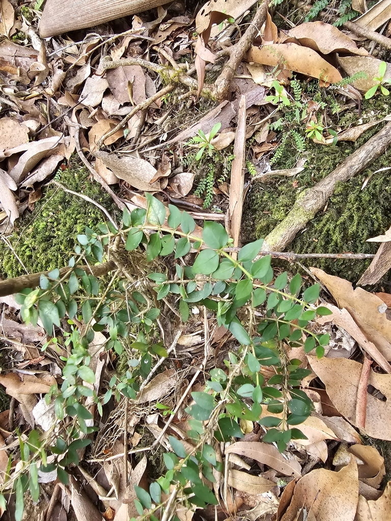 Randia moorei from Tallebudgera Valley QLD 4228, Australia on November ...