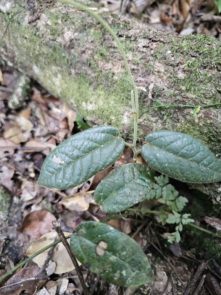 Hypserpa decumbens from Tallebudgera Valley QLD 4228, Australia on ...