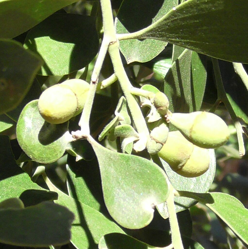 Broad Leaved Native Cherry from Watsonville QLD 4887, Australia on ...
