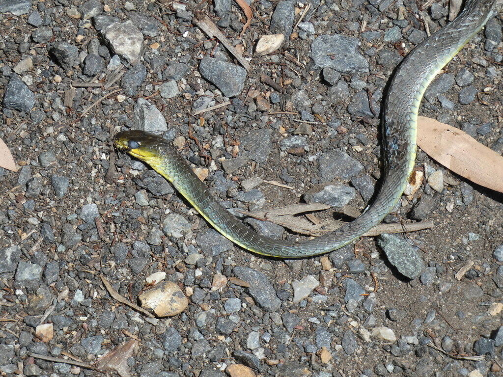Common Tree Snake from Sandy Camp Rd, Wynnum West QLD 4178, Australia ...