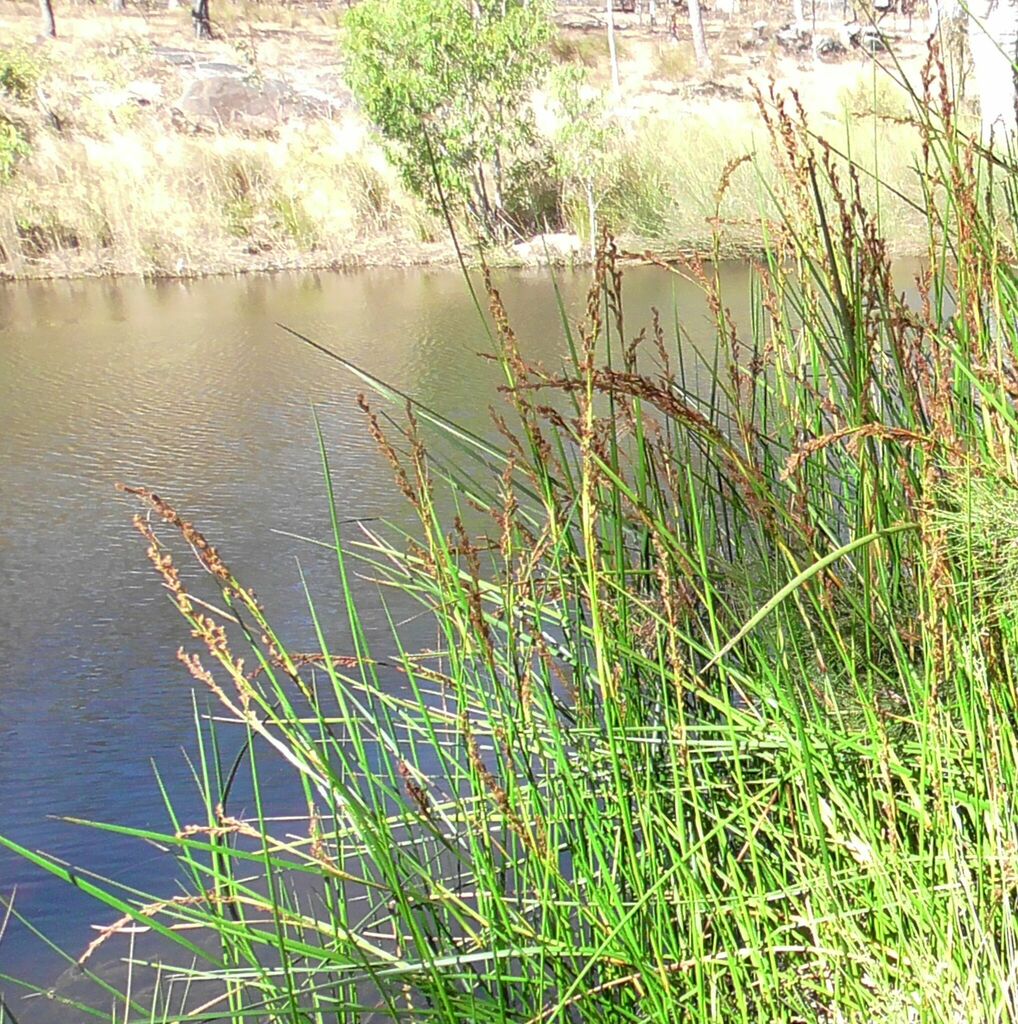 Common Twig Rush from Watsonville QLD 4887, Australia on November 15 ...