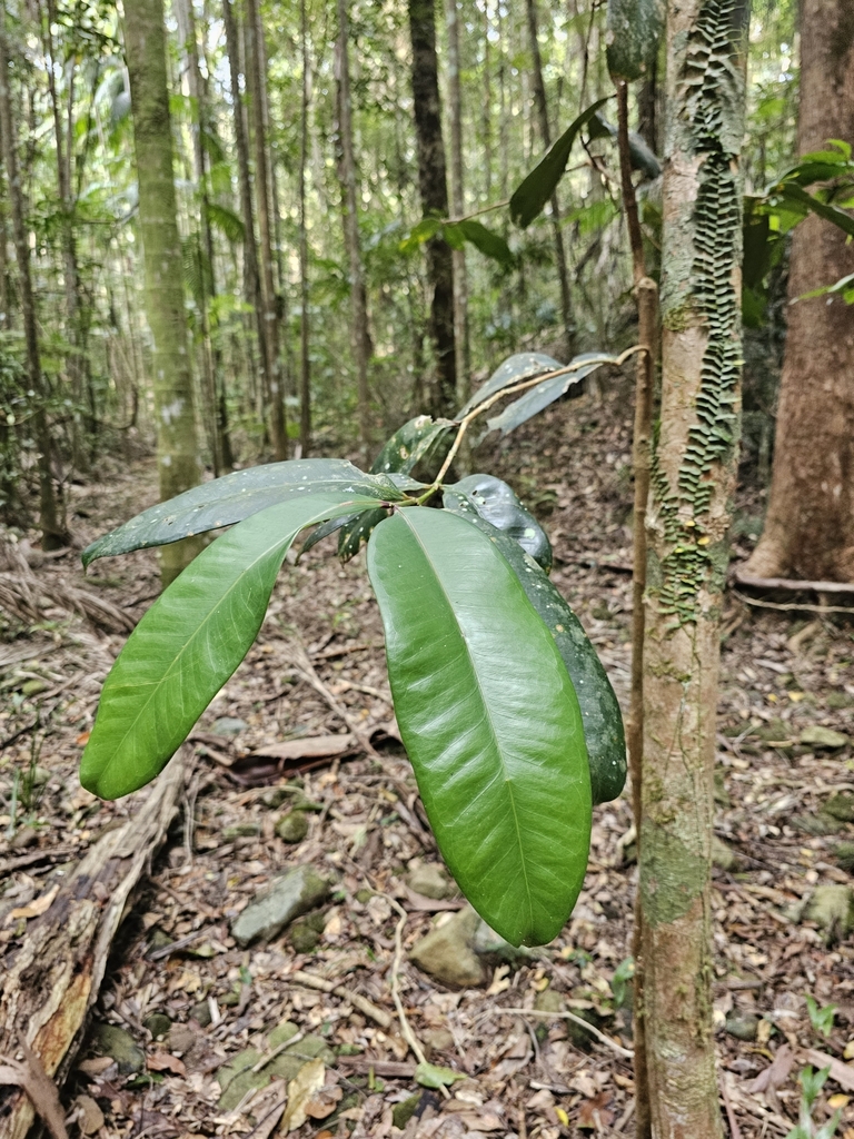 Coolamon Tree from Tallebudgera Valley QLD 4228, Australia on November ...