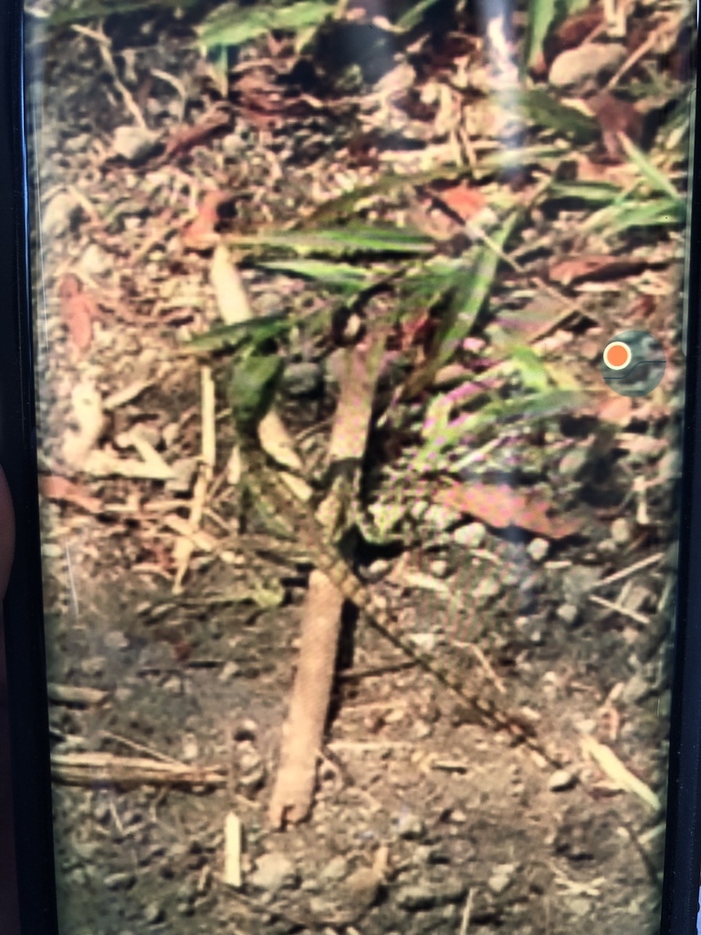 Green Basilisk from Cartago, Cartago, Cartago, CR on March 26, 2019 at ...