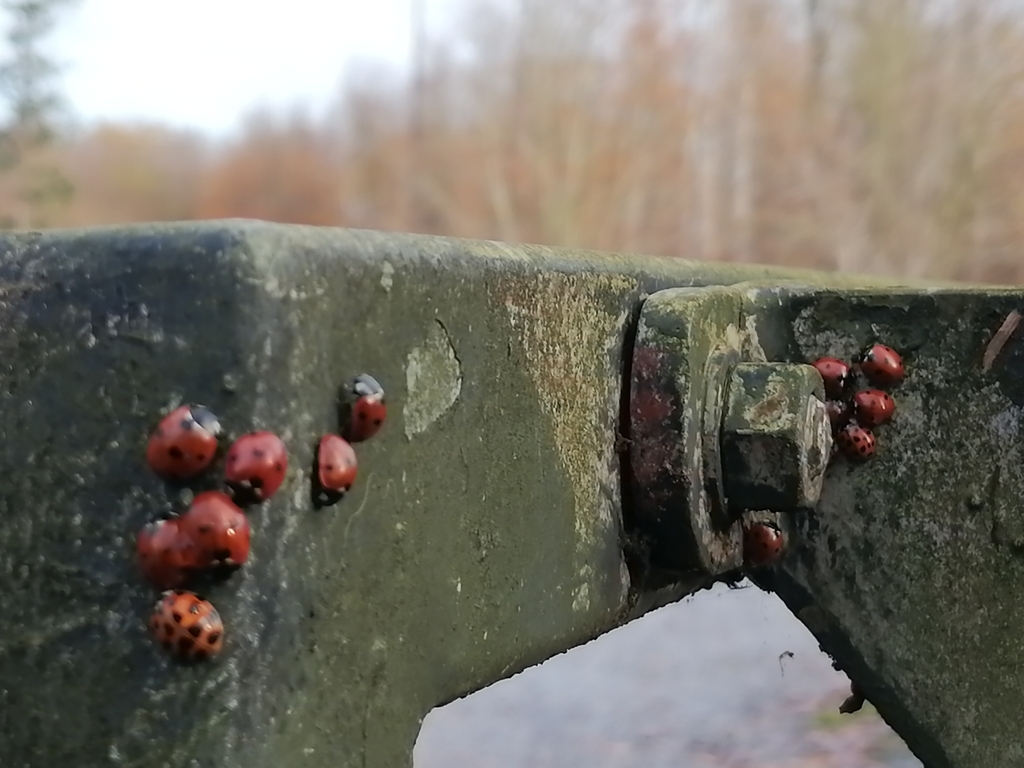 Seven-spotted Lady Beetle from Værløse, 3500 Værløse, Danmark on ...