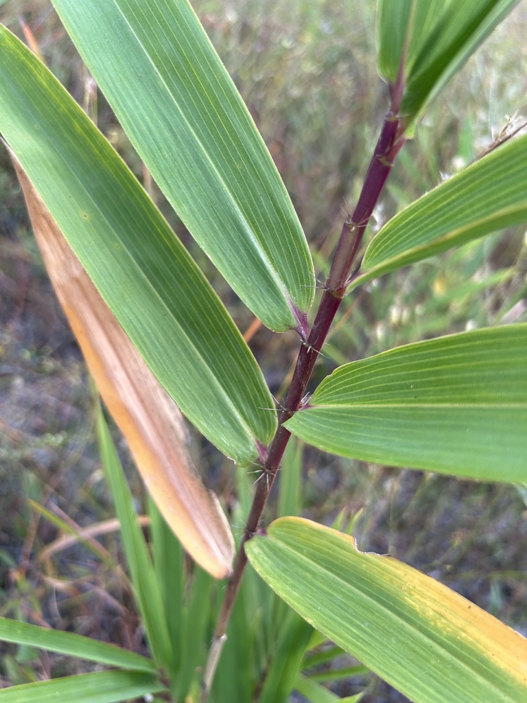 switch cane from C L Dees Trail, Gautier, MS, US on November 6, 2023 at ...