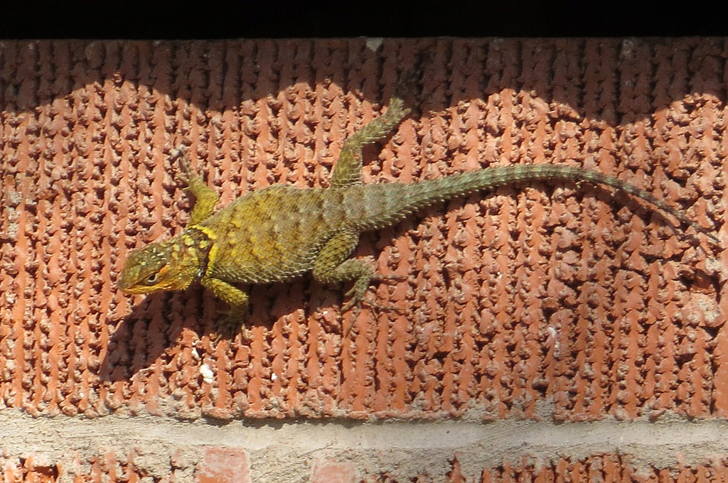 Blue Spiny Lizard in November 2013 by jlculler. Bentsen-Rio Grande ...