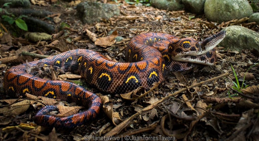Western Rainbow Boa from Santa Rosa, Cauca, Colombia on October 16 ...