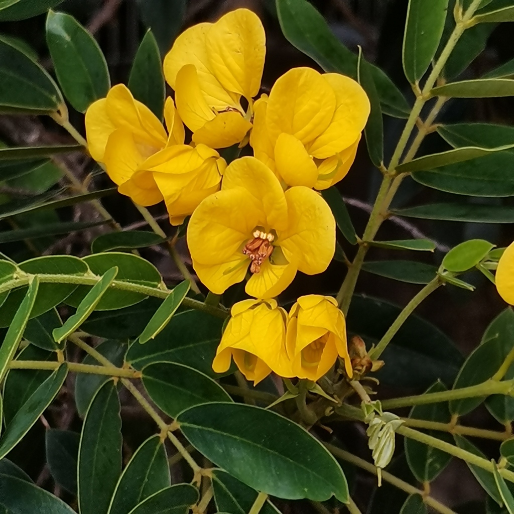 Senna racemosa from Cozumel, Q.R., México on November 12, 2023 at 02:27 ...