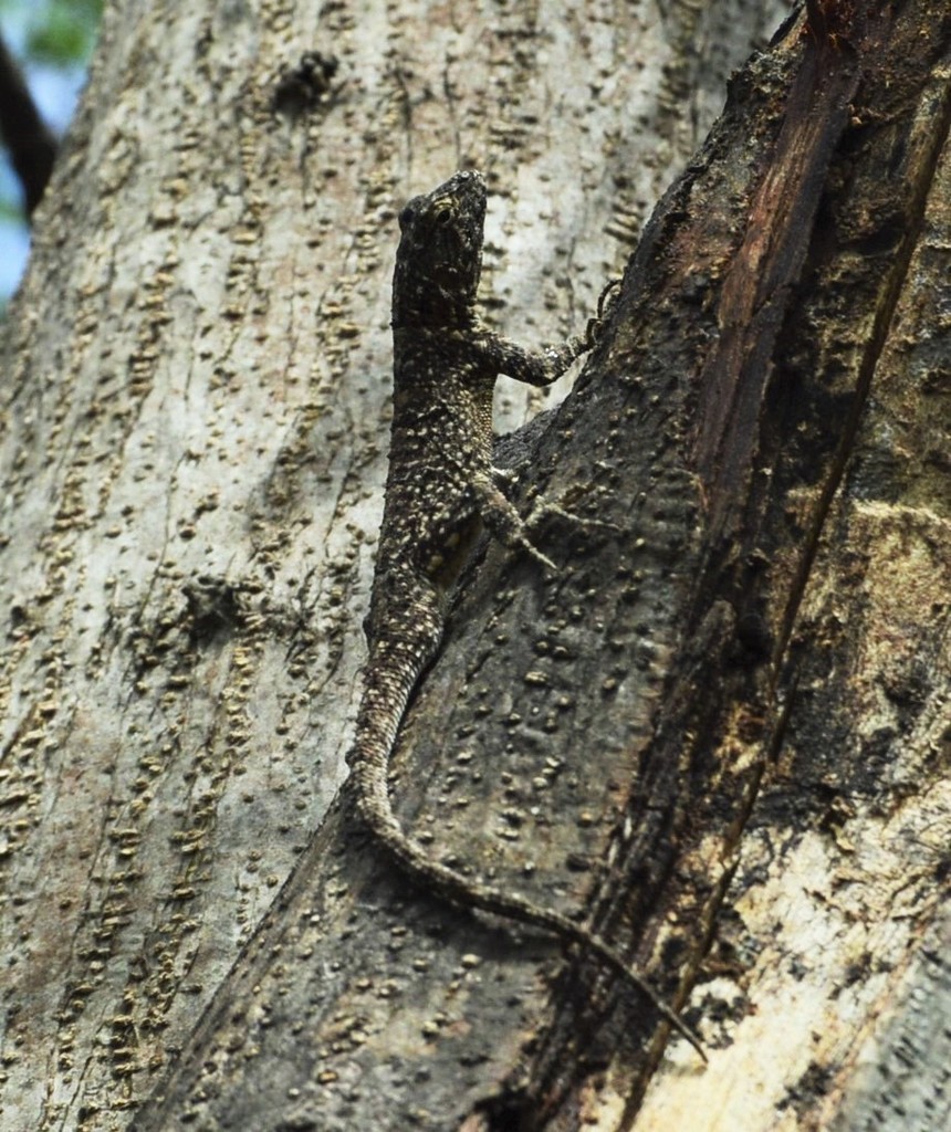 Tropical tree lizard from Culiacán, MX-SI, MX on June 12, 2015 by ...
