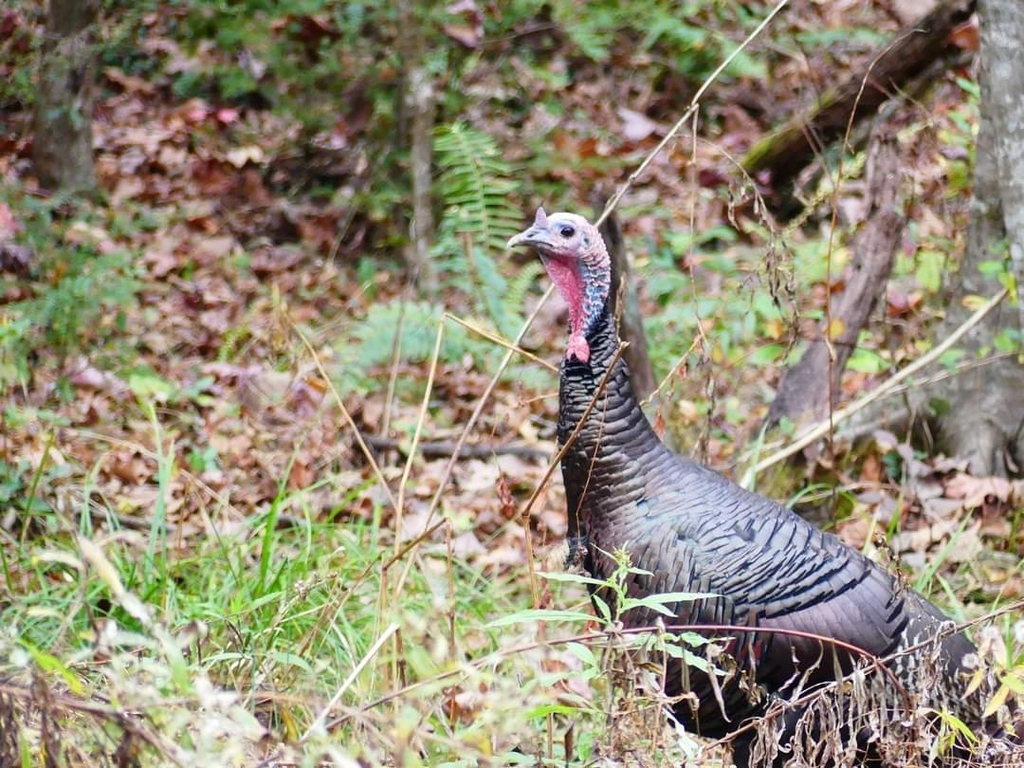 Wild Turkey from Pigeon Forge, TN 37862, USA on November 15, 2023 at 09 ...