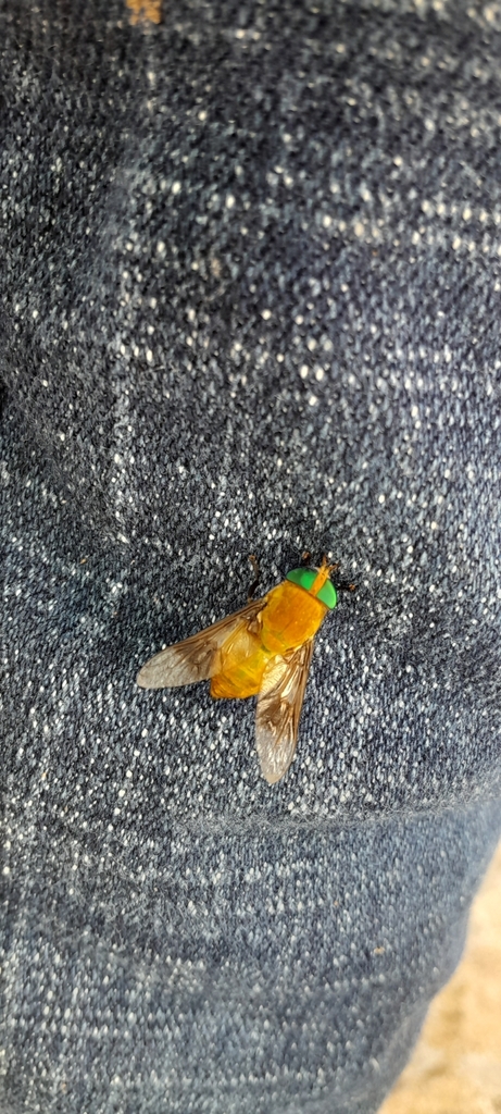 Horse Flies from MQFG+W54, Fintonia, Sierra Leone on November 15, 2023 ...
