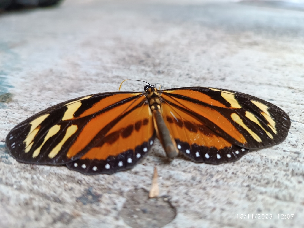 Tiger Mimic-Queen from 94920 Cuichapa, Ver., México on November 15 ...