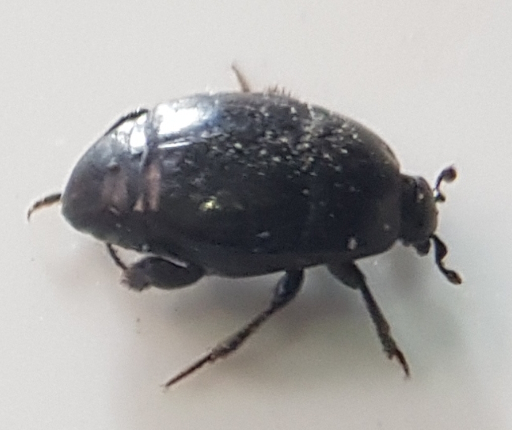 Saprinus from G86F+C34, Tamraght, Marokko on November 15, 2023 by Eelco ...