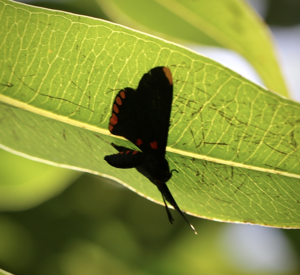Red-bordered Pixie in November 2023 by Karen Burner Michul · iNaturalist
