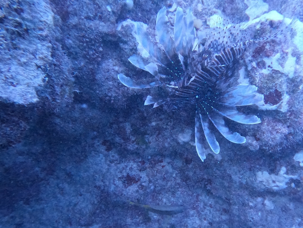Common Lionfish from Arrecifes de Puerto Morelos, Q. Roo on November 12 ...