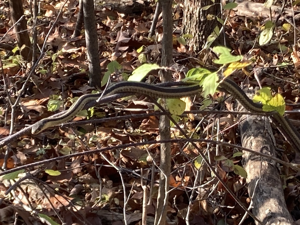 Common Garter Snake from Oakwoods Nature Area, Ann Arbor, MI, US on ...