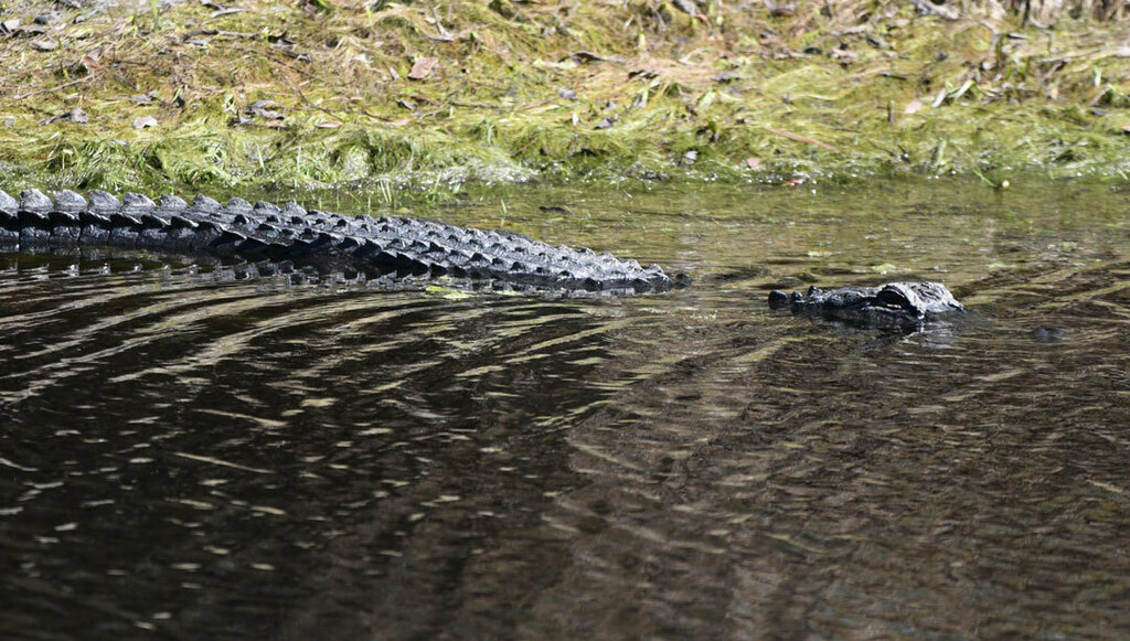 American Alligator from Okefenokee NWR; Ware County, GA, USA on April ...