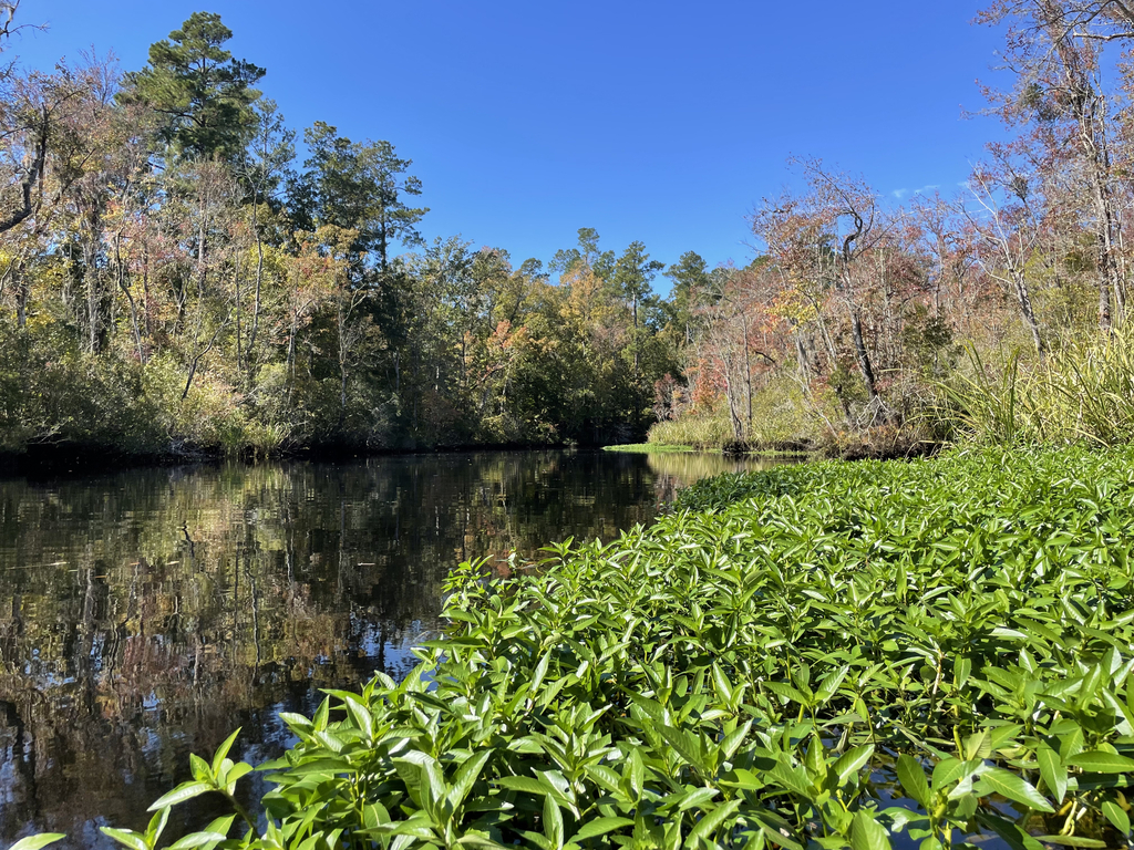 flowering plants from Georgetown County, SC, USA on October 24, 2023 at ...