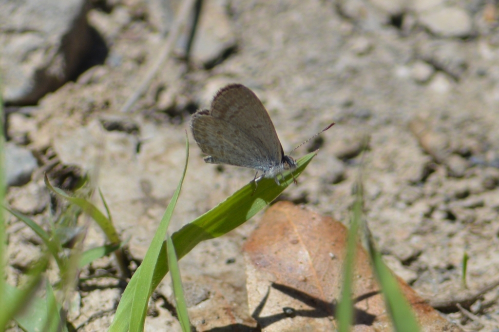 Lesser Grass Blue from Kerrisdale VIC 3660, Australia on November 15 ...