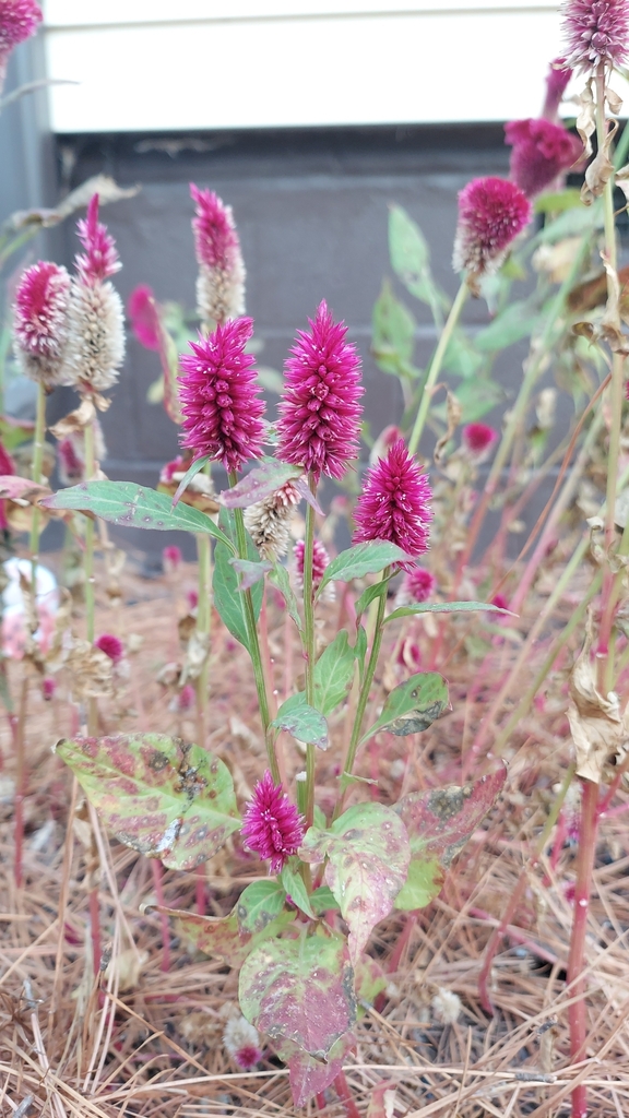 Cockscombs from Gloucester Point on November 15, 2023 at 03:36 PM by ...